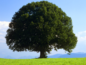 Día del Arbol | vozenvoz